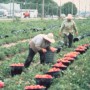 About FLOC – Farm Labor Organizing Committee, AFL-CIO